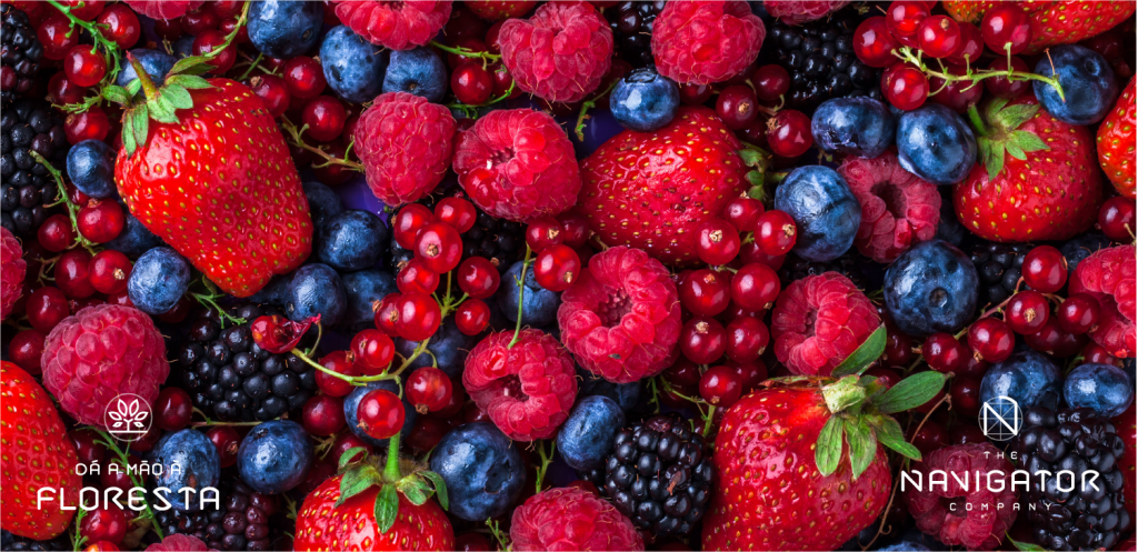 Dá a Mão à Floresta | Aprende sobre frutos vermelhos e diverte-te a ...